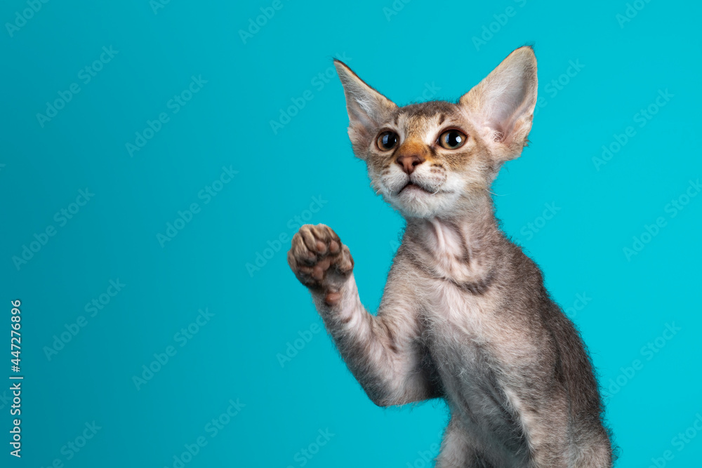 Head shot of a cute frizzy LaPerm cat kitten. Looking away from lens ...