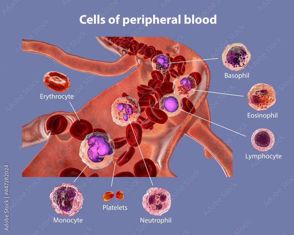 Blood flow. 3D illustration showing different types of blood cells ...