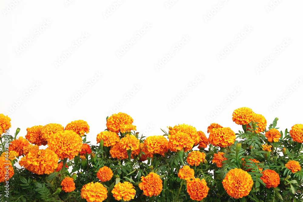 Foto de Beautiful bright orange marigold flowers field isolated on ...