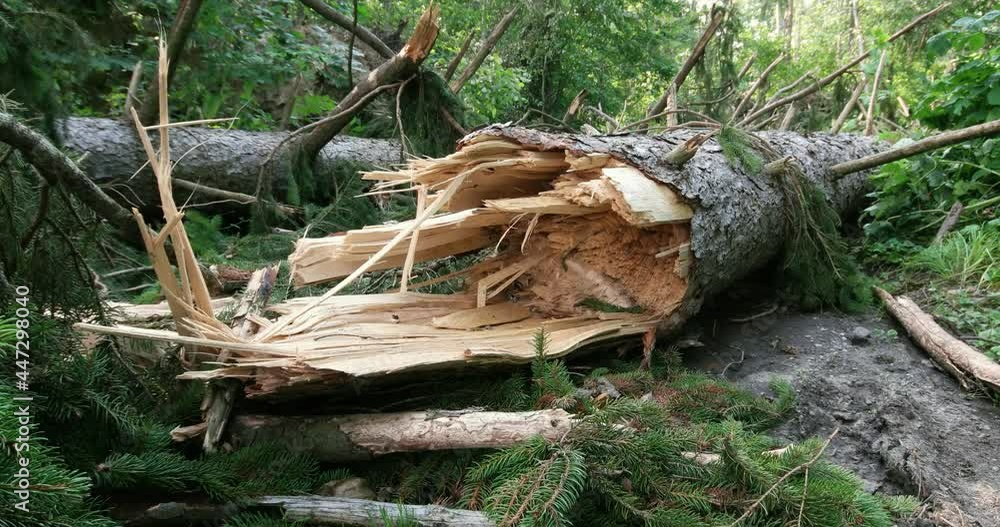Snapped forest tree after summer storm winds. Slider shot, real time ...
