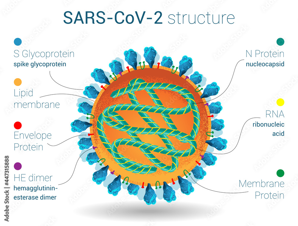 SARS-CoV-2 structure, anatomy of virus, microbiology and virology ...