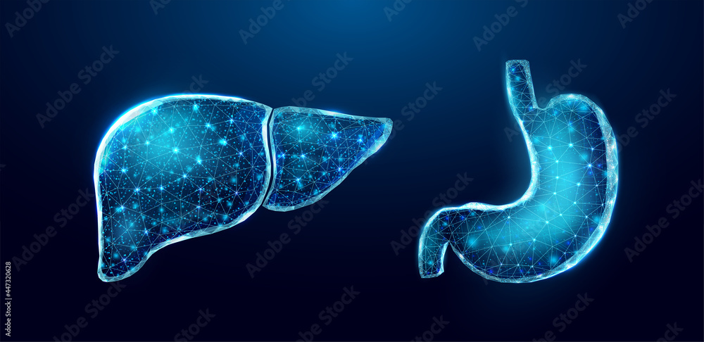 Human liver and stomach. Wireframe low poly style. Concept for medical ...
