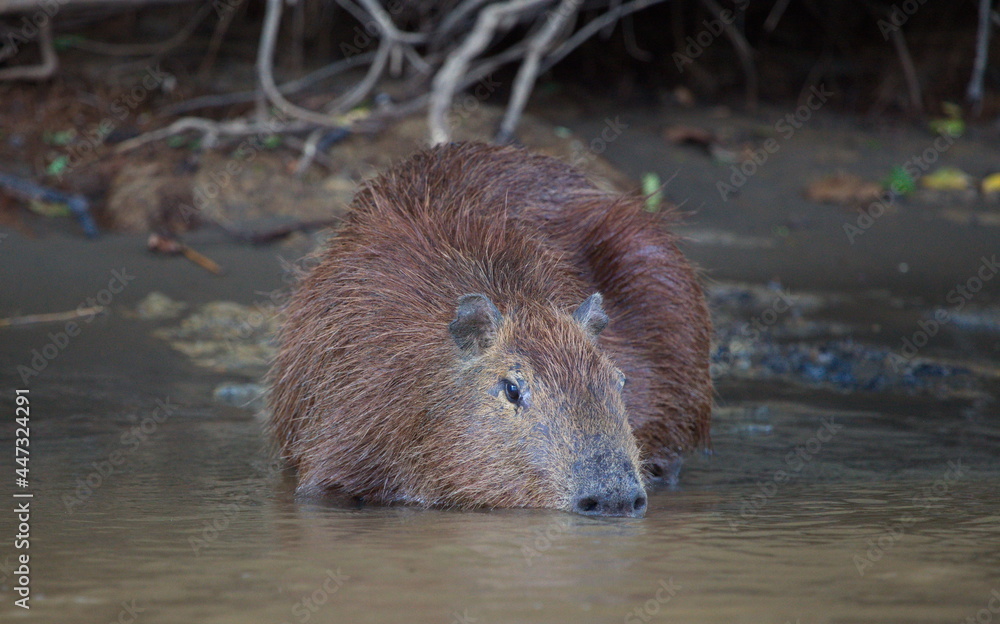 Head on portrait of Capybara (Hydrochoerus hydrochaeris) half submerged ...