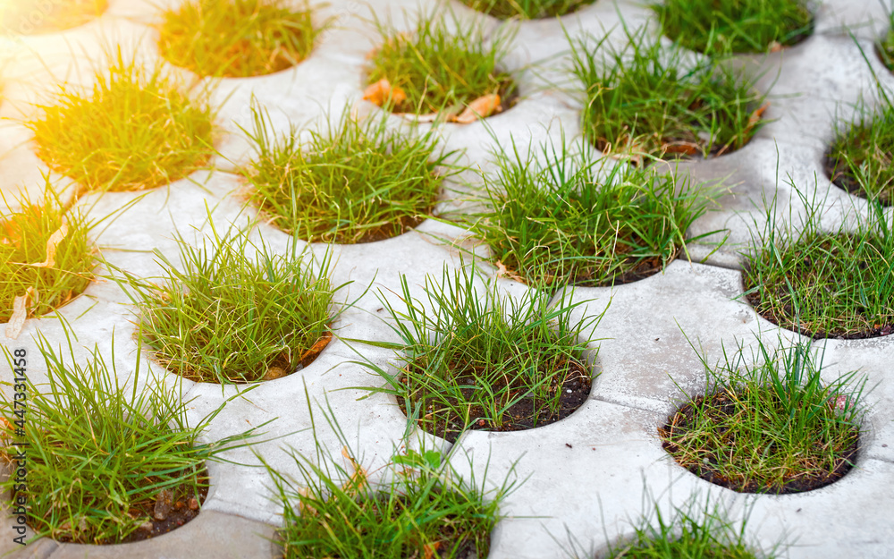 Turf block, green grass between concrete paving slabs. Grass sprouted ...