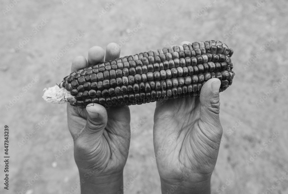 Mazorca de maíz, lista para su consumo, alimento básico desde tiempos ...