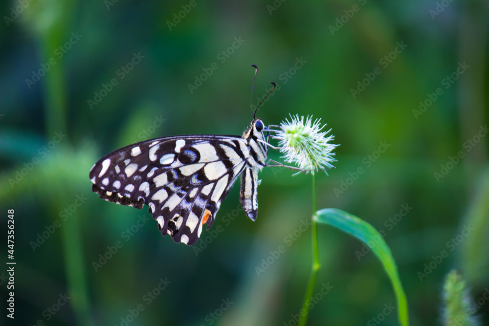 Papilio demoleus is a common and widespread swallowtail butterfly. The ...