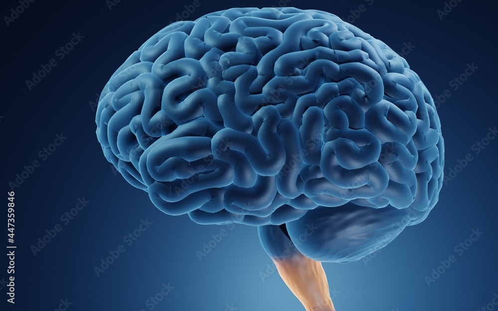 Ilustrace „Medulla oblongata is responsible for reflexes and autonomic ...