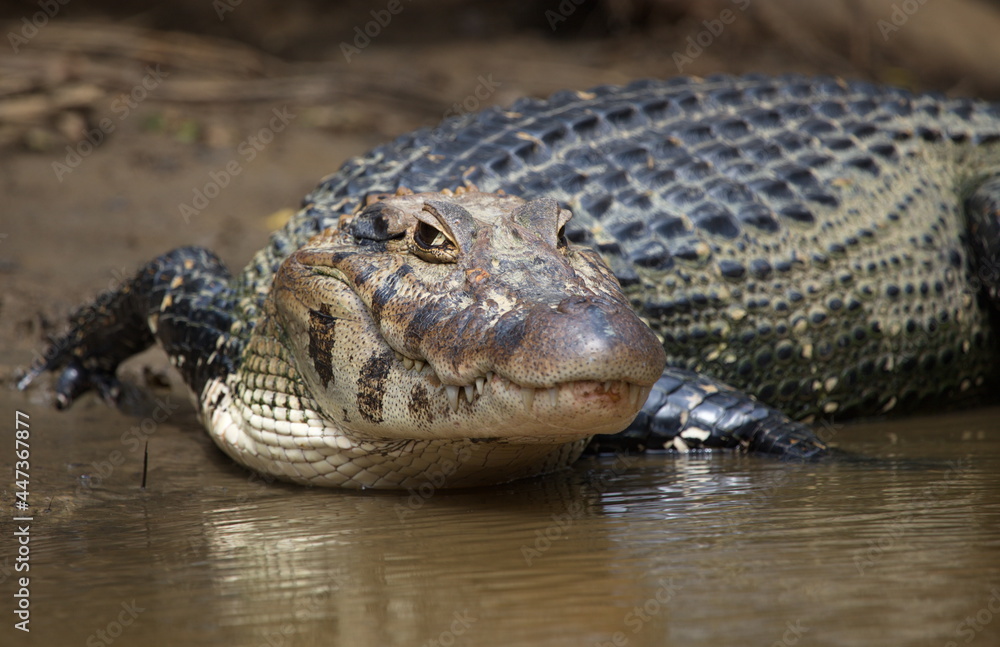 Closeup head on portrait of Black Caiman (Melanosuchus niger) entering ...
