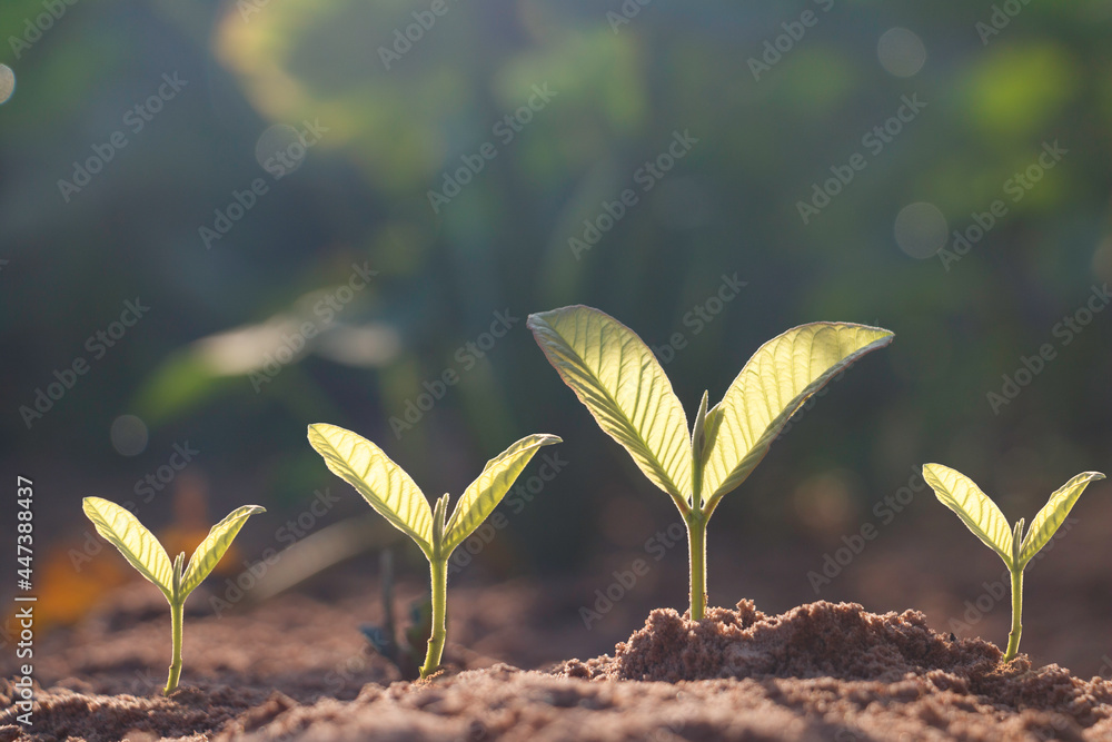 Seed plants are growing.They are growing step by step.One has root and ...