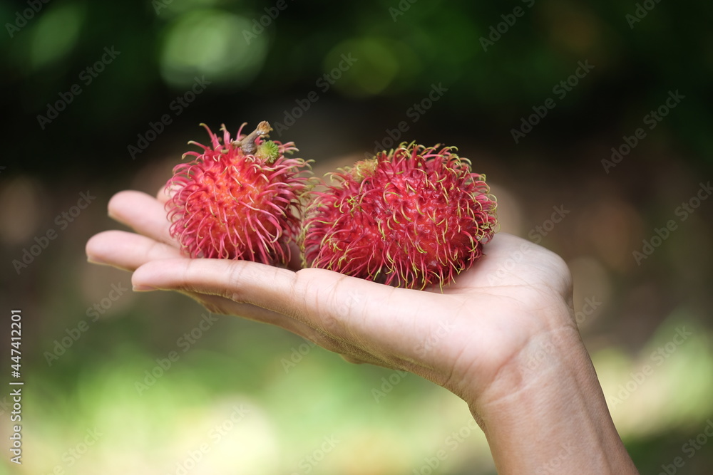 Rambutan Fruit Hand Scientific Name Nephelium Lappaceum, 53% OFF