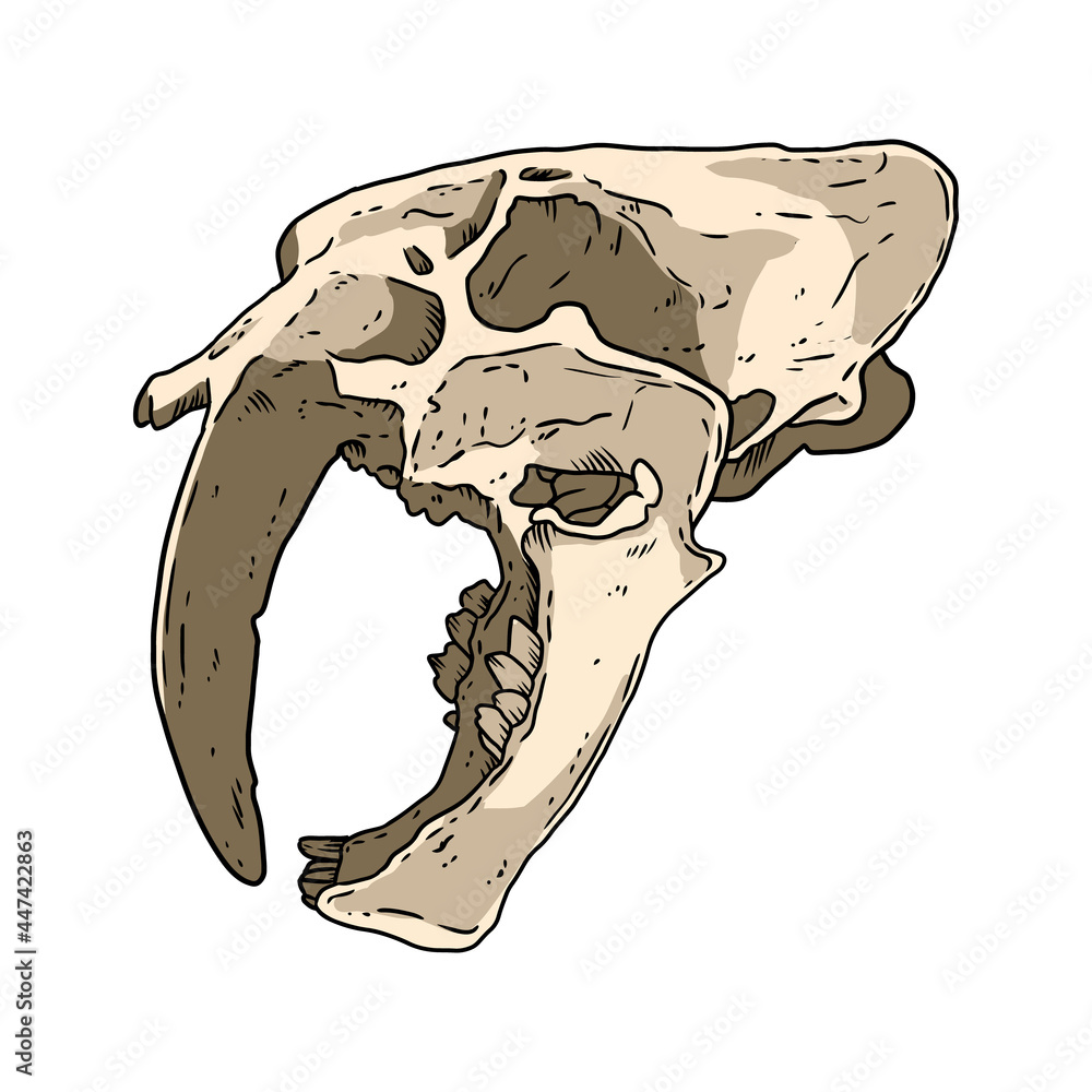 Saber tooth tiger fossilized skull hand drawn image. Big feline bones ...