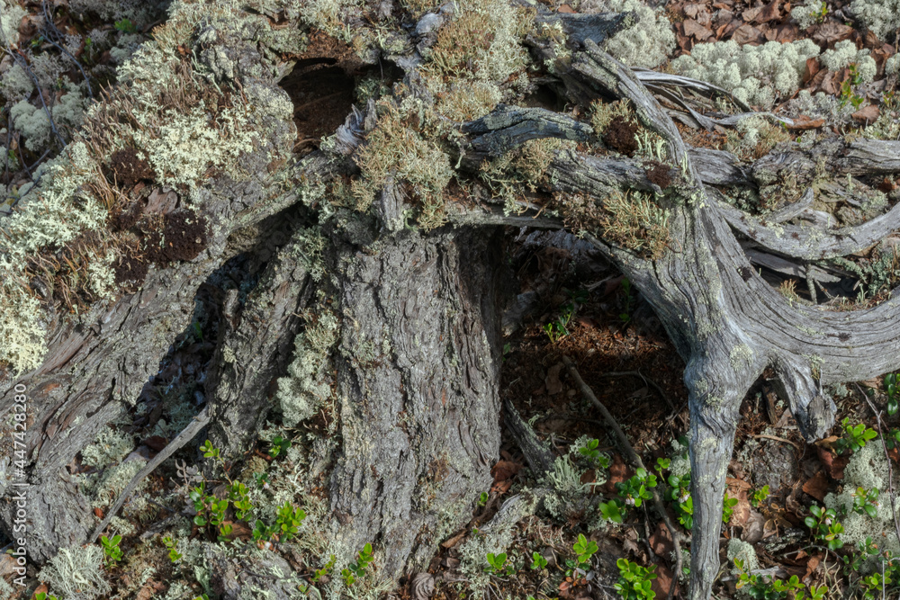 Interesting original background texture in the form of trees that have ...