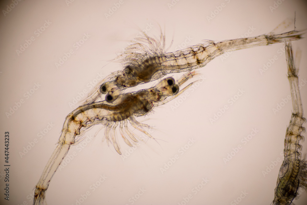 Closeup mysis stage of Vannamei shrimp in light microscope, Shrimp ...