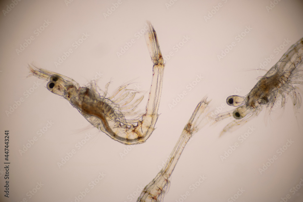 Closeup mysis stage of Vannamei shrimp in light microscope, Shrimp ...