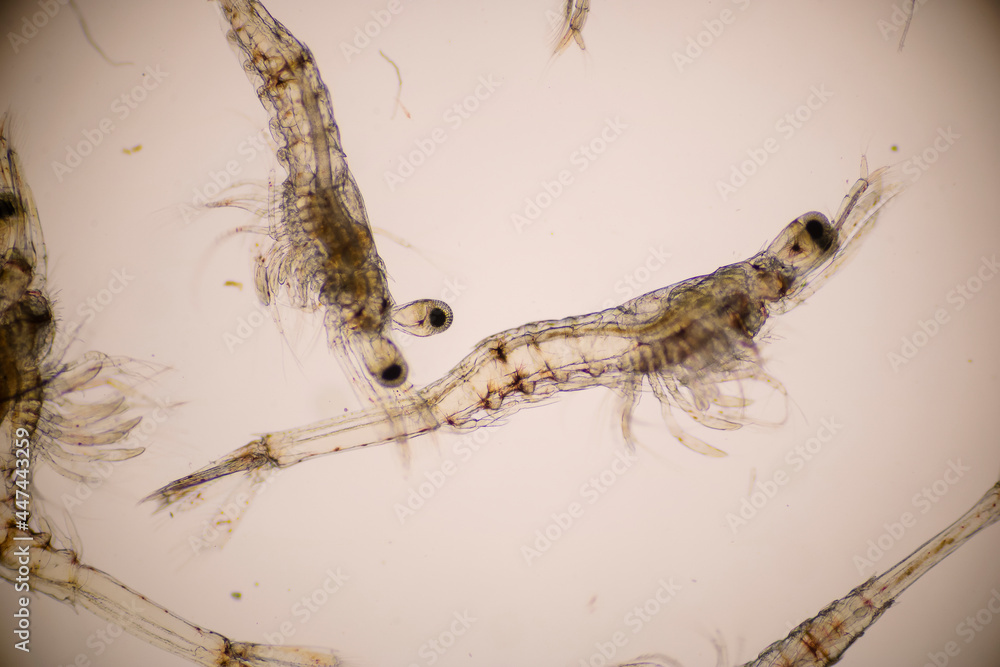 Closeup mysis stage of Vannamei shrimp in light microscope, Shrimp ...