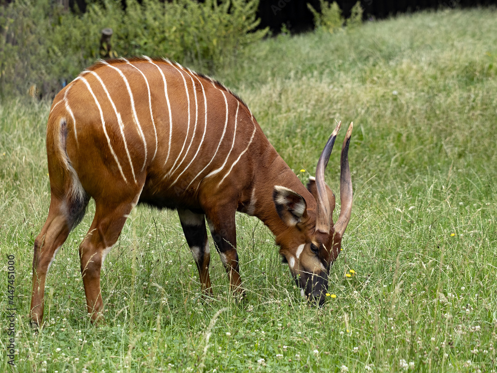 Mountain Bongo, Tragelaphus eurycerus Isaac, is a rare African Forest ...