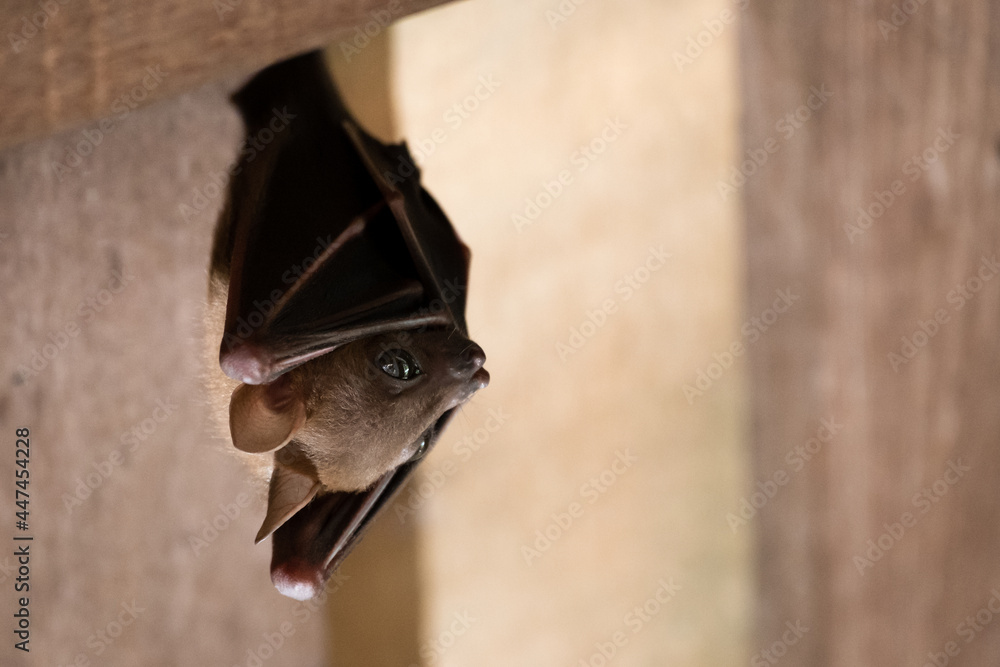 Lesser Dog Faced Fruit Bat