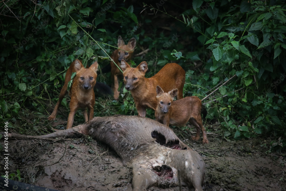 Asian wild dogs and family eating deer after hunted beside Lamtakong ...