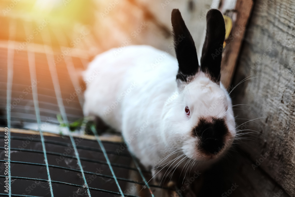 Little white rabbit with black ears and nose sitting in a cage in a ...