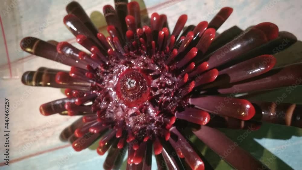 close up shot view of alien spooky looking of dark bloody red color ...