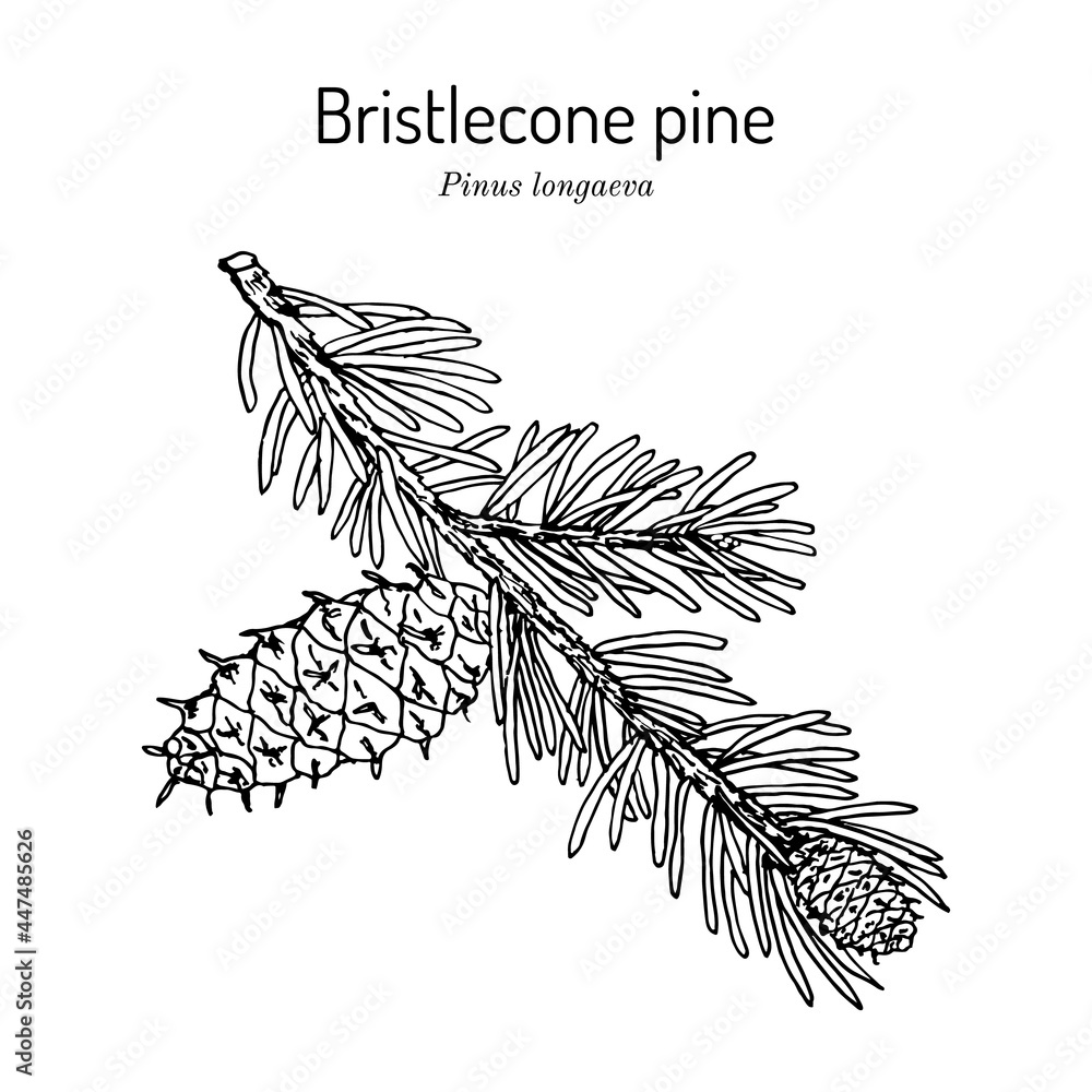 Bristlecone pine Pinus longaeva , state tree of Nevada Stock Vector ...