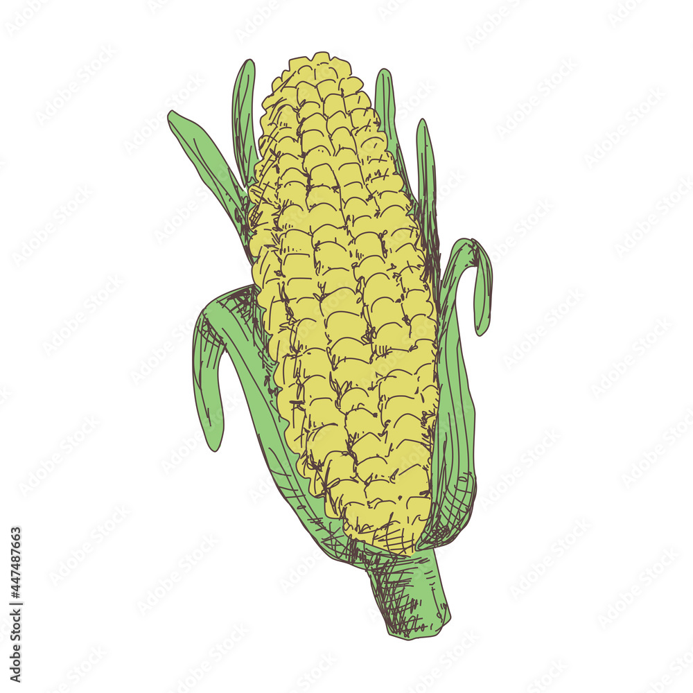 Sketch of corn contour drawing isolated on white background, stock ...