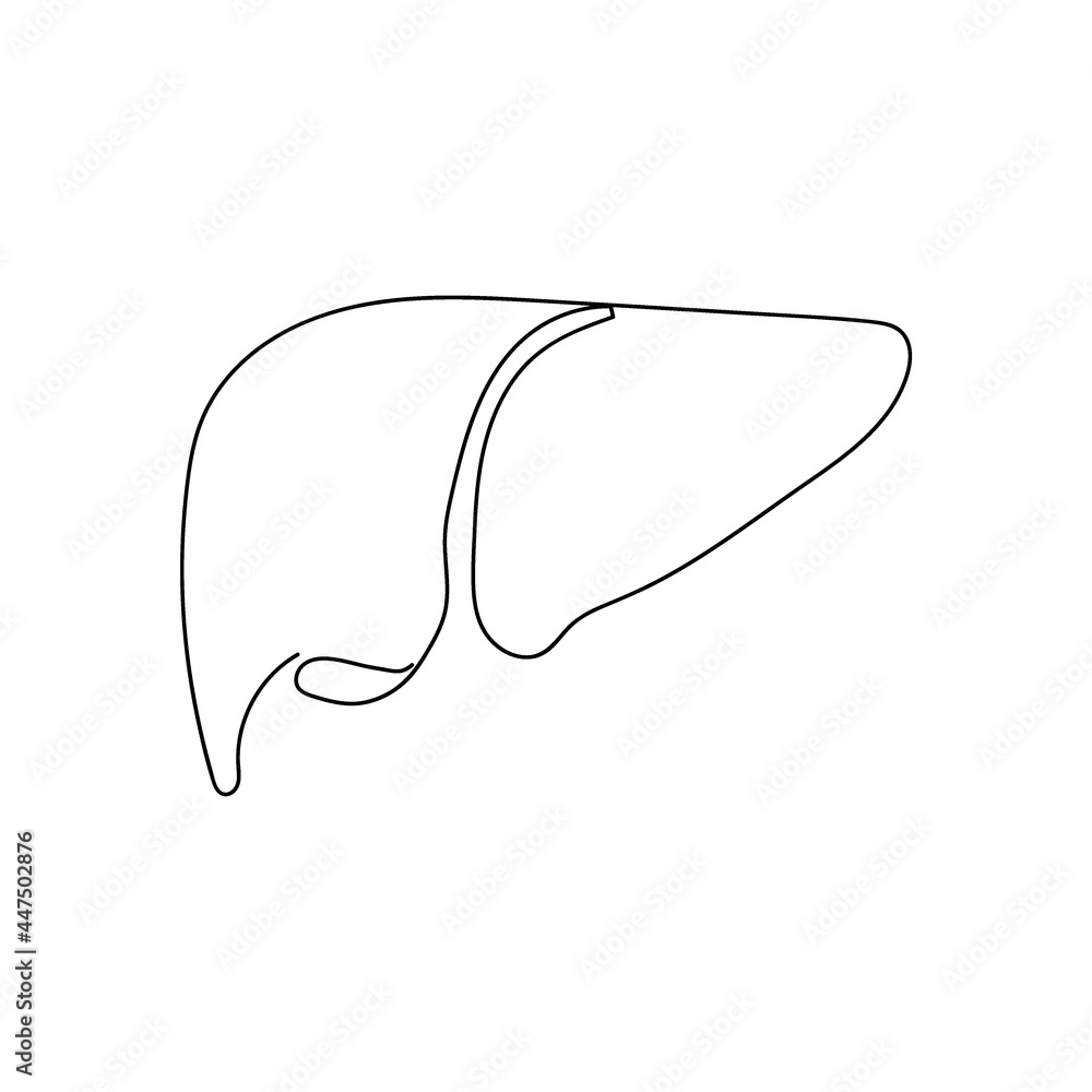 Human Liver Drawing