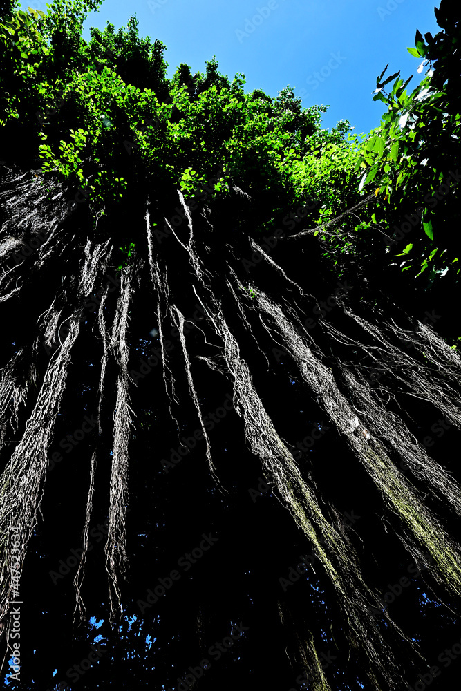 banyan tree roots. The first benefit of the banyan tree is that it can ...