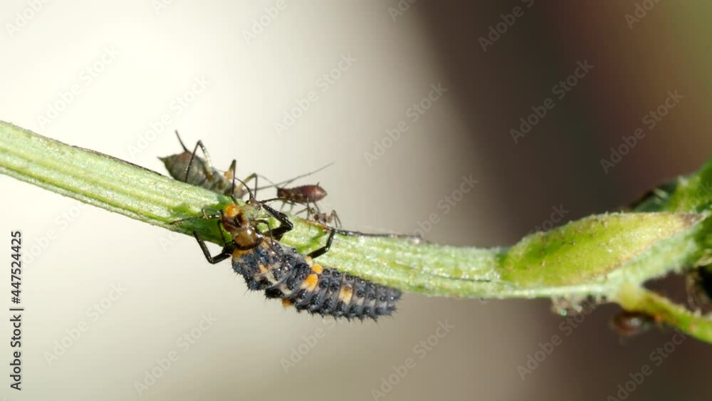 Seven spot ladybird larva (Coccinella septempunctata) on stem feeding ...