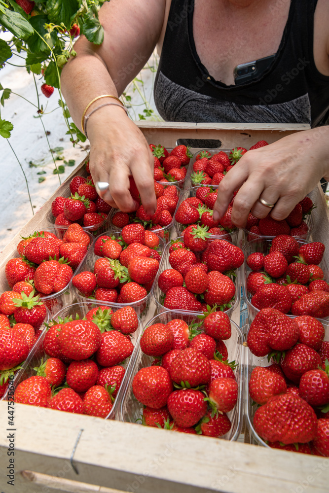 Culture de fraises hors sol sous serre en vallée de Seine. Cueillette ...