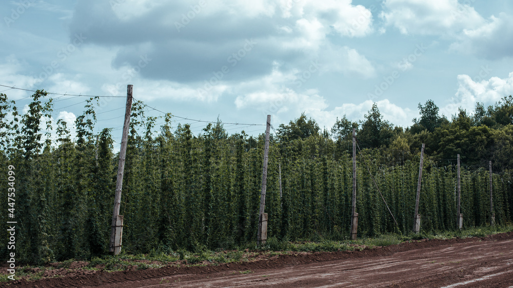 Green hops field. Fully grown hops bines. Hops field in Russia. Main ...
