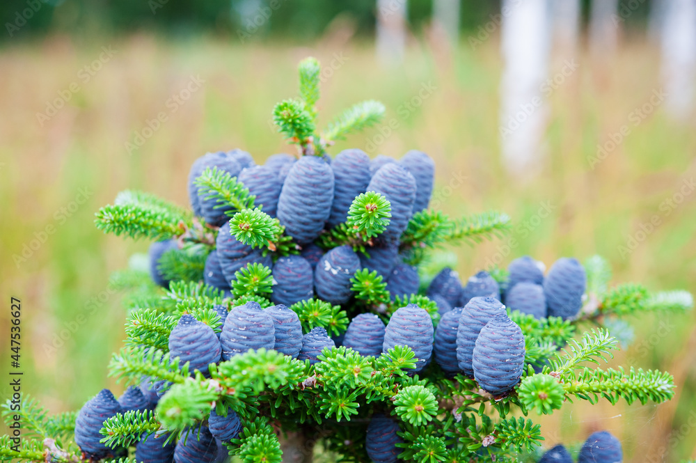 Korean fir tree (Abies koreana) blue cones Stock Photo | Adobe Stock