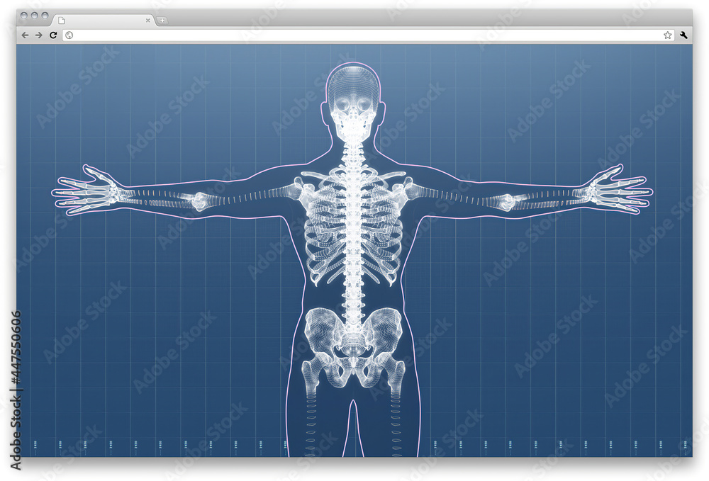skeleton, anatomy, human, skull, x-ray, body, bone, bones, medical ...