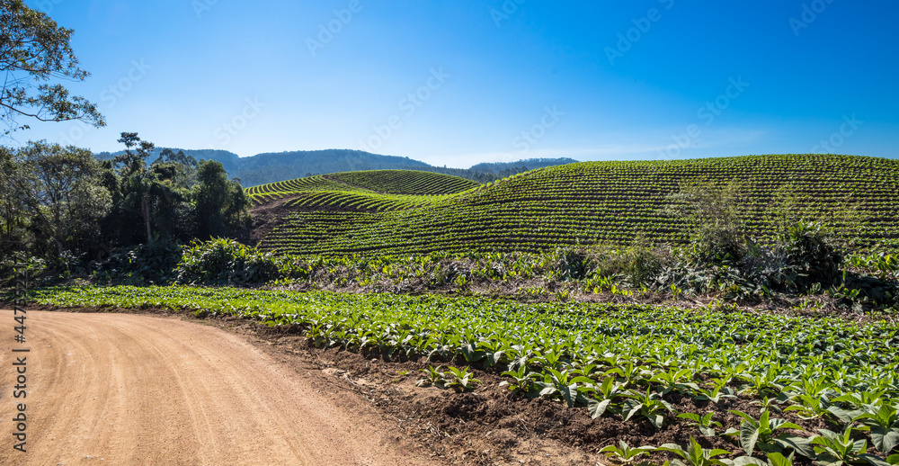 Paisagem rural no Brasil com estrada de terra e plantação de tabaco ...