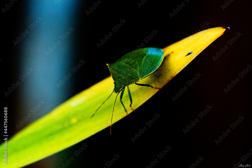 Maria fedida, percevejo verde que tem um cheiro forte e cor verde ...