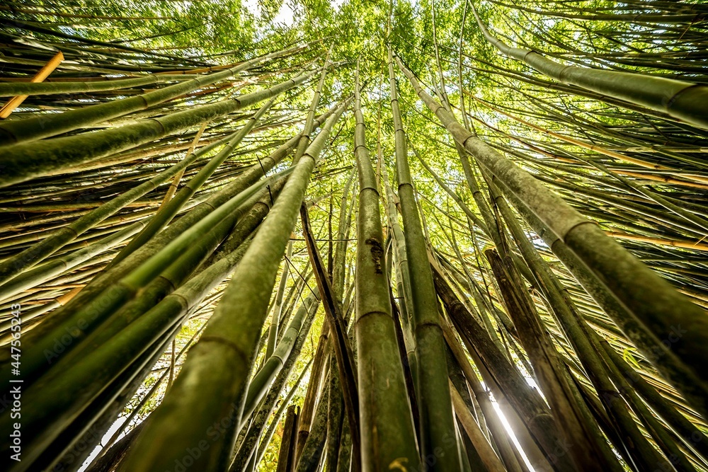 Floresta de bambu verde em clima tropical de Mata Atlântica Brasileira ...