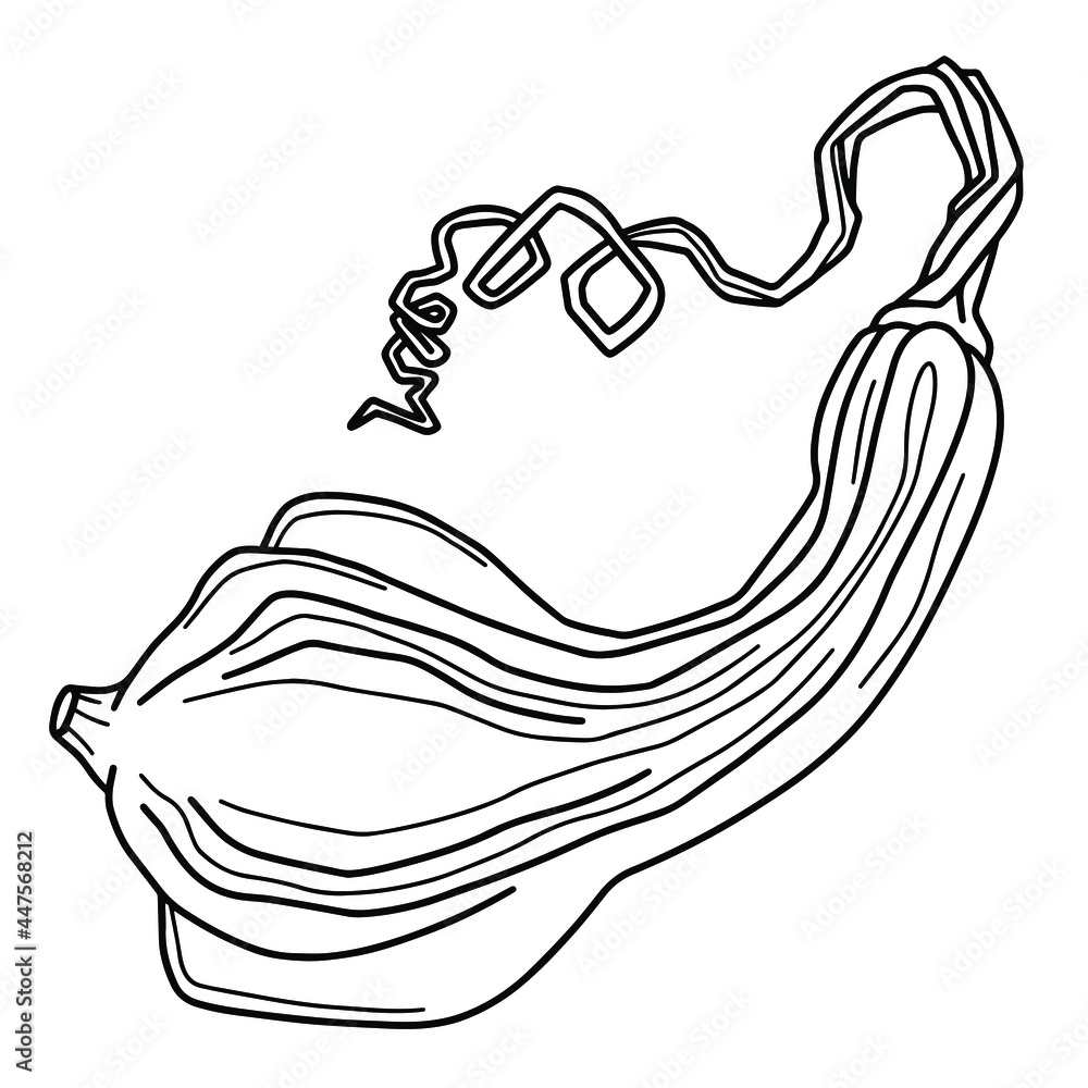 Hand drawn line art vector of pumpkin isolated on white background ...