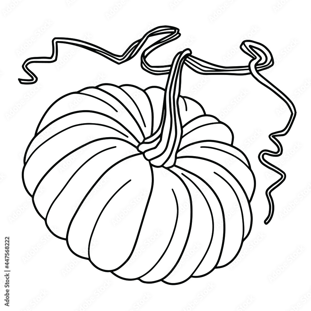 Hand drawn line art vector of pumpkin isolated on white background ...