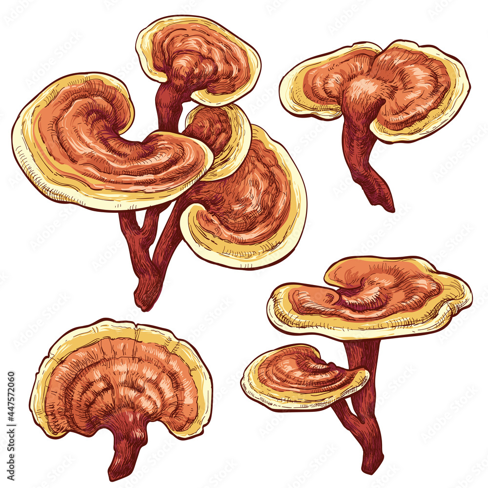 Poster Reishi Ganoderma lucidum mushroom set – Muurposter | Europosters