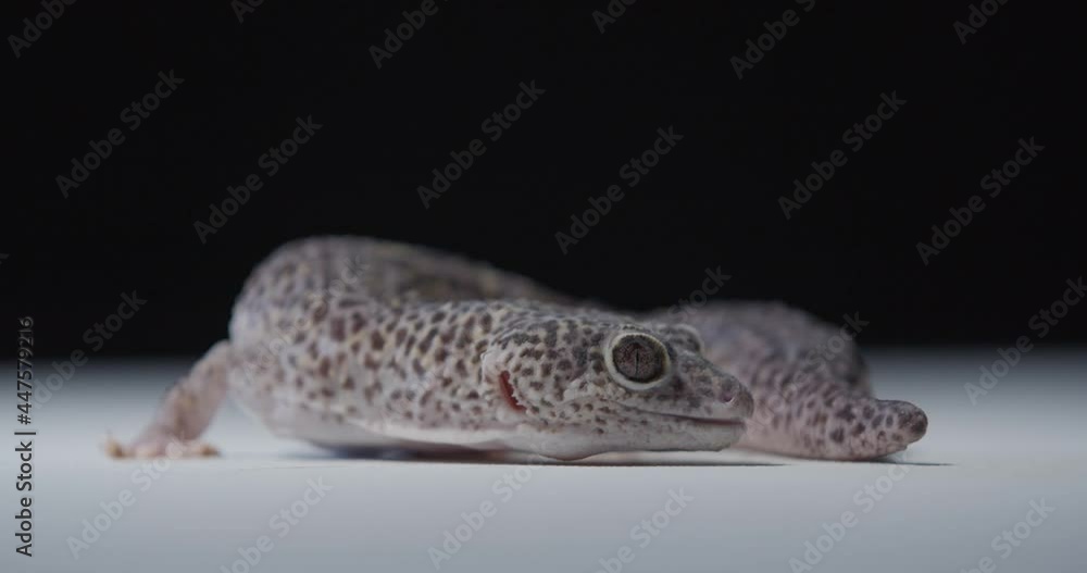 Wildlife, gecko is curled up on the floor looking around, cute reptile ...