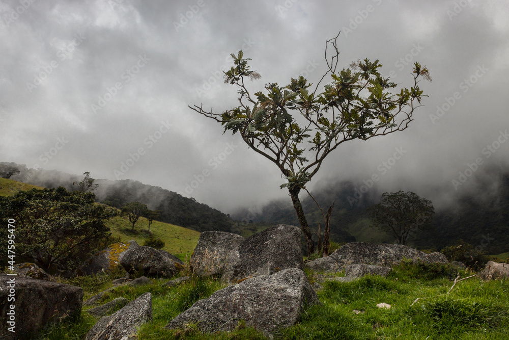 Young tree with small monoliths and a rural path in middle of a ...