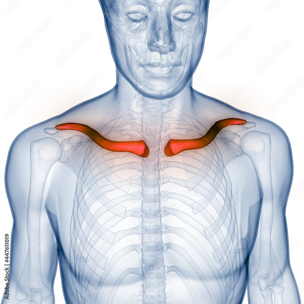 Human Skeleton System Clavicle Bone Joints Anatomy Stock Illustration ...