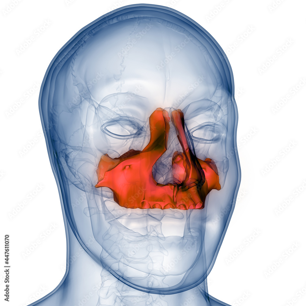 Human Skeleton System Skull Bone Parts Maxilla Anatomy Stock ...
