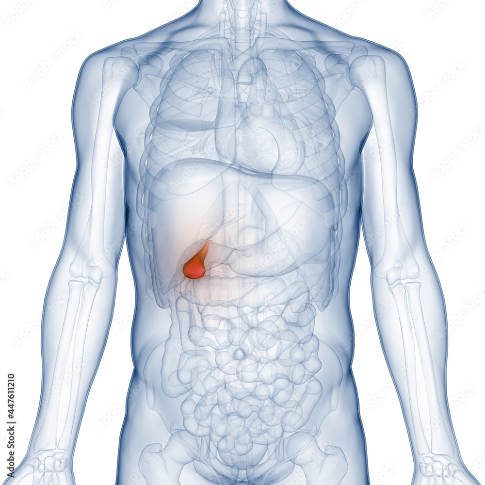 Human Internal Organ Gallbladder Anatomy Stock Illustration | Adobe Stock