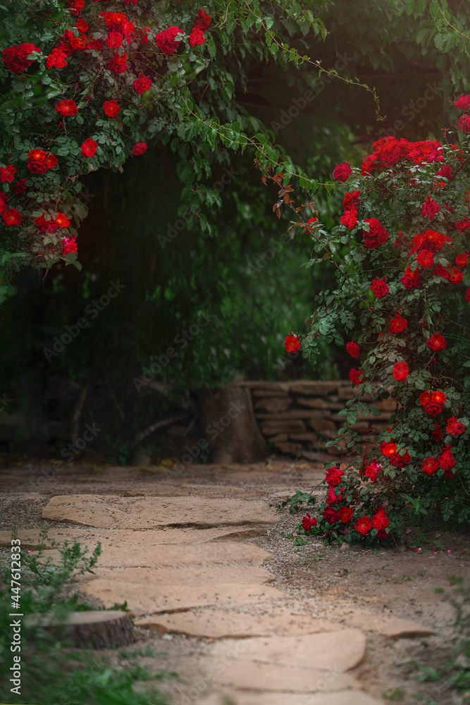 Beautiful garden with blooming rose bushes in summer Stock Photo ...