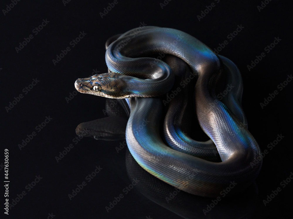 Reticulated Python (Python reticulatus) on black background. rainbow ...