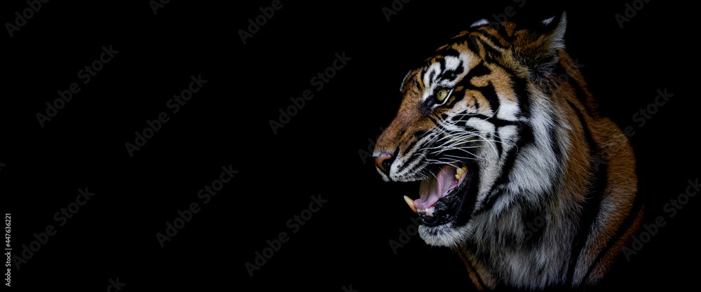 Template of a tiger with a black background Stock Photo | Adobe Stock