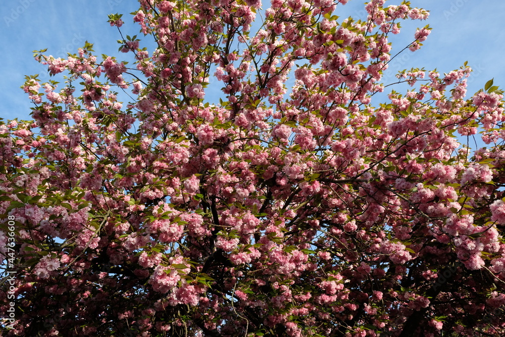 FU 2020-04-16 Kirsch 1 Am Baum sind rosa Kirschblüten Stock Photo ...
