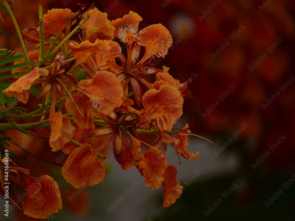Beautiful Gulmohar (Guldaudi) Sevti flower and its beautiful leaves ...