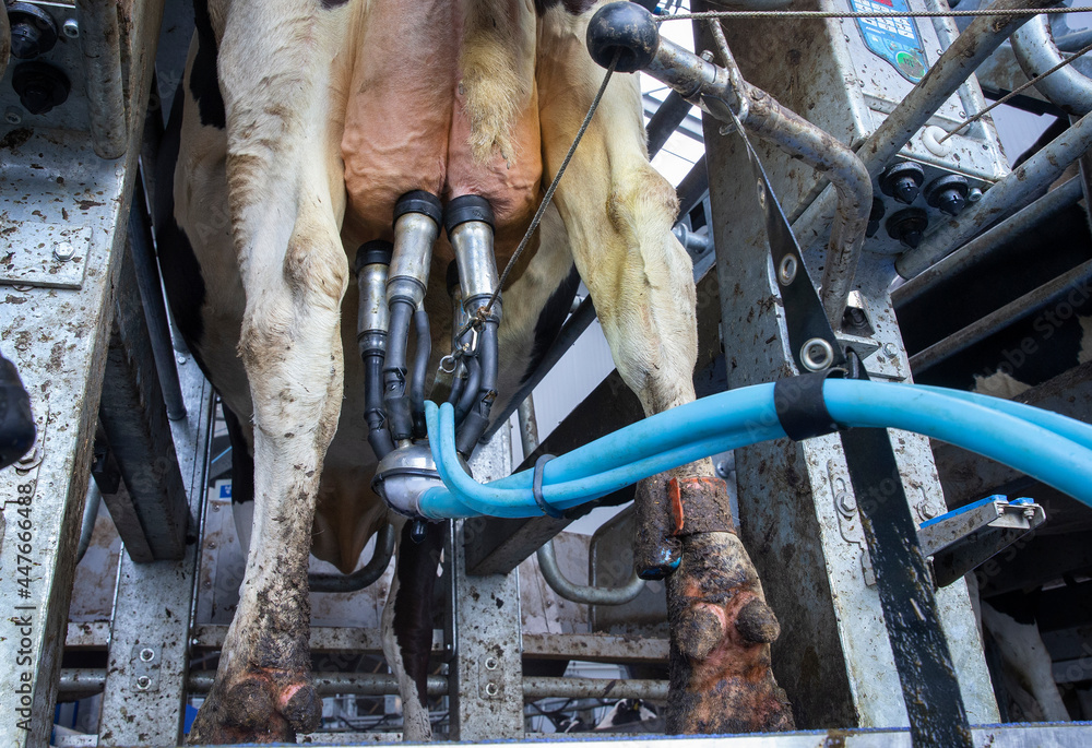 Milking cows. Milking machine. Farm. Cows. Utter of a cow. Dairy ...